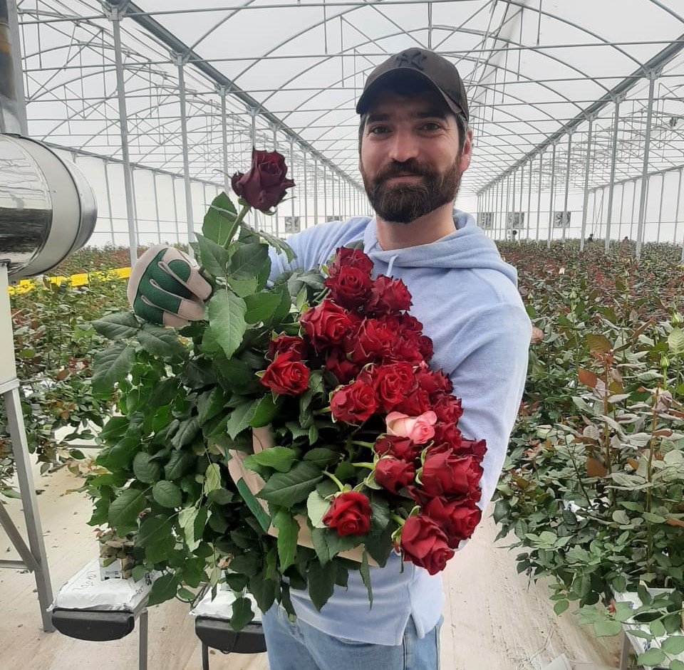 ARRO - Armenian Roses